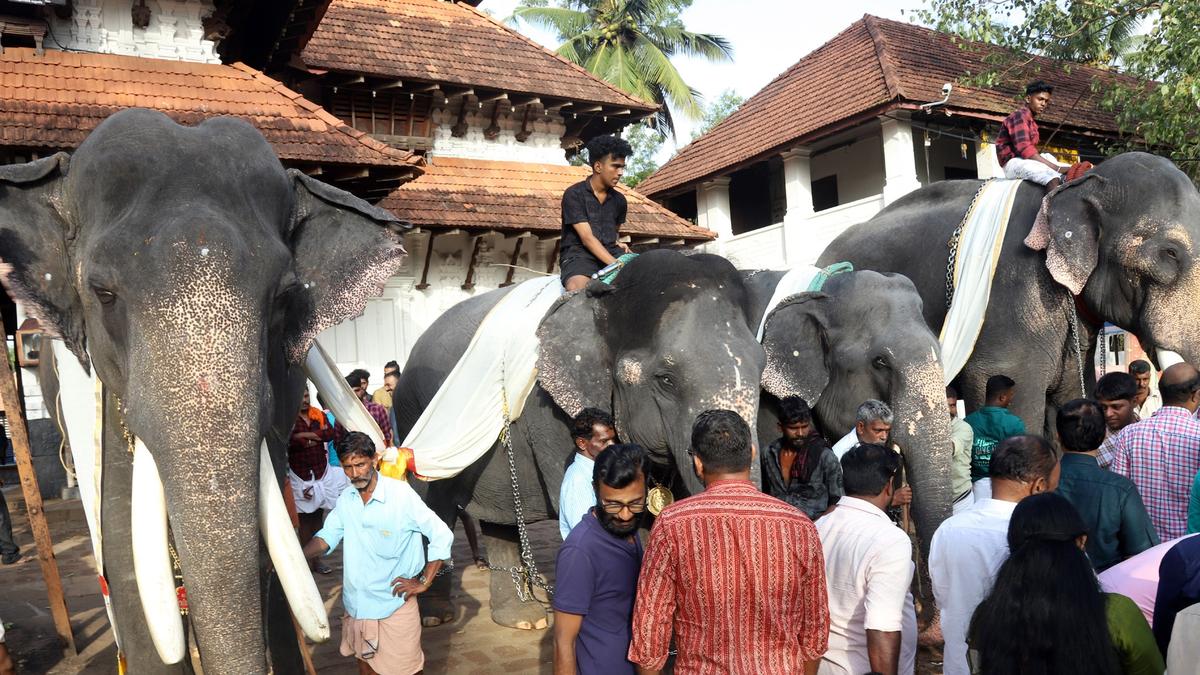 Gentle giants grapple with conservation woes - The Hindu