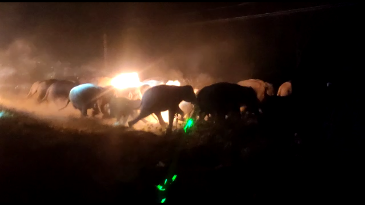 Video of hula party violently throwing flaming torches at elephant ...