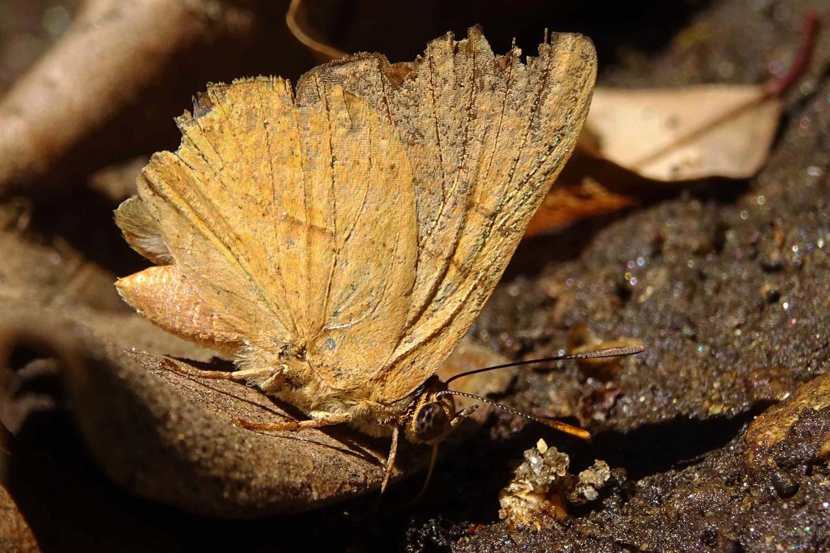 Nature enthusiasts seek special status for Siruvani hills for its rich ...