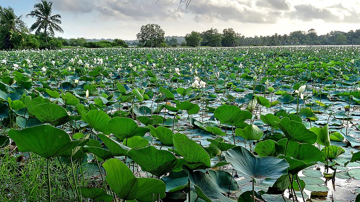 Tender soon for State’s biggest floating solar project in West Kallada ...