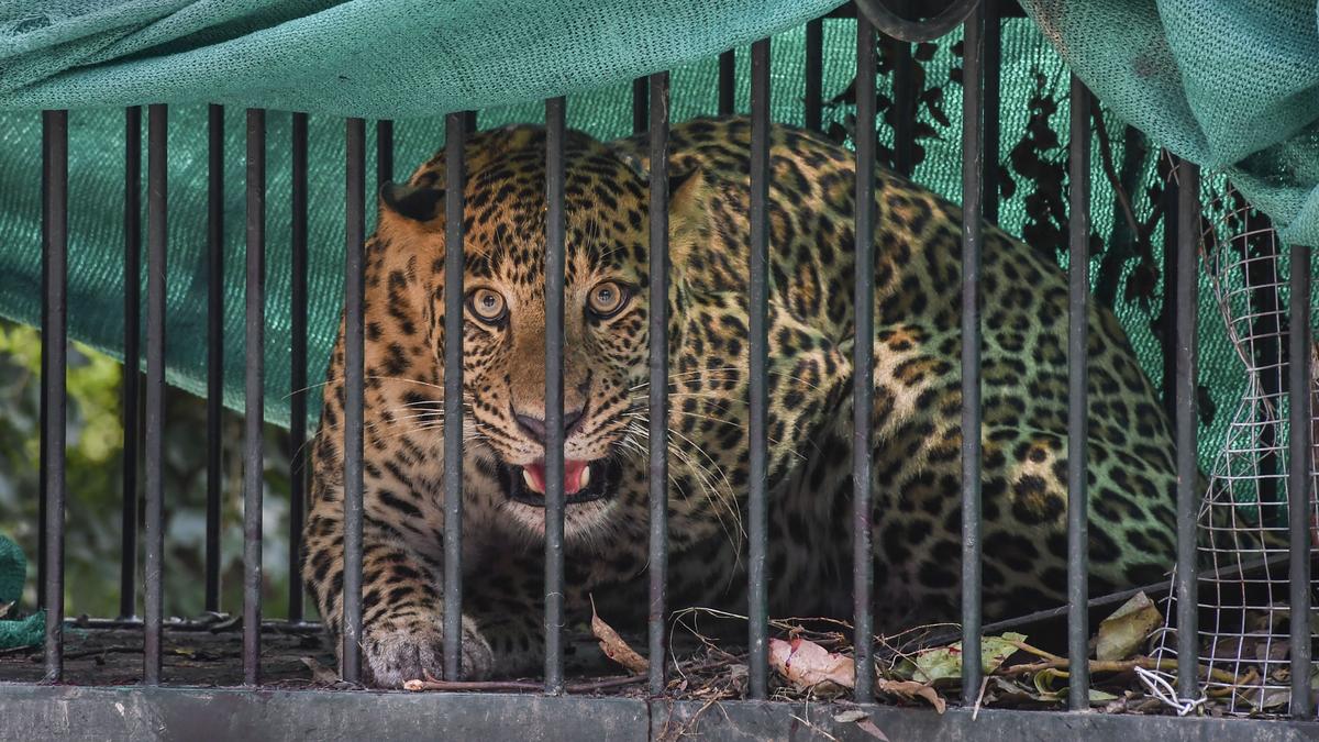 Advocate, two others arrested for trying to sell leopard skin - The Hindu