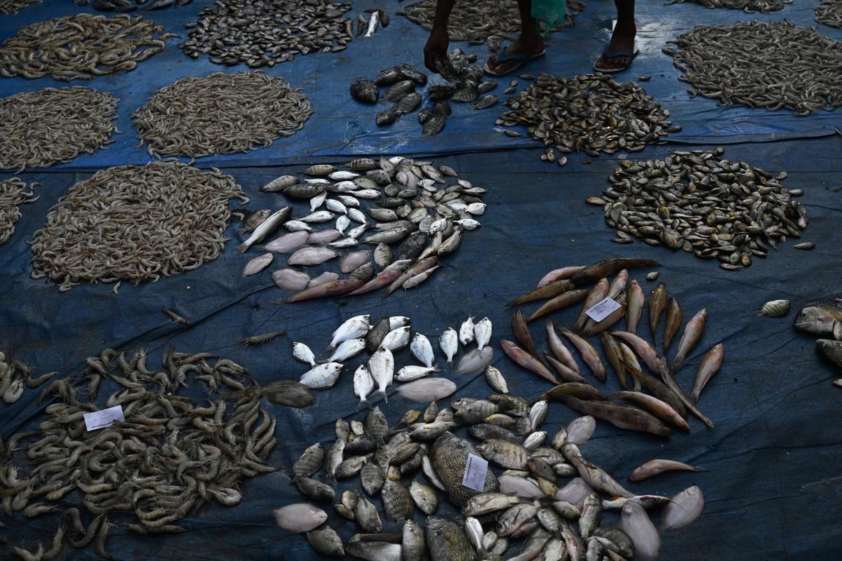 Small fry in focus | It is a good time to learn about seasonal fish ...