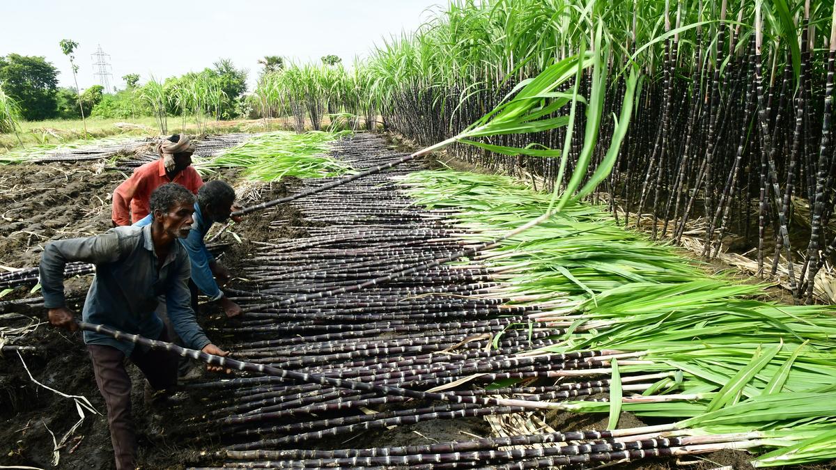 Sugarcane farmers begin harvesting of produce - The Hindu