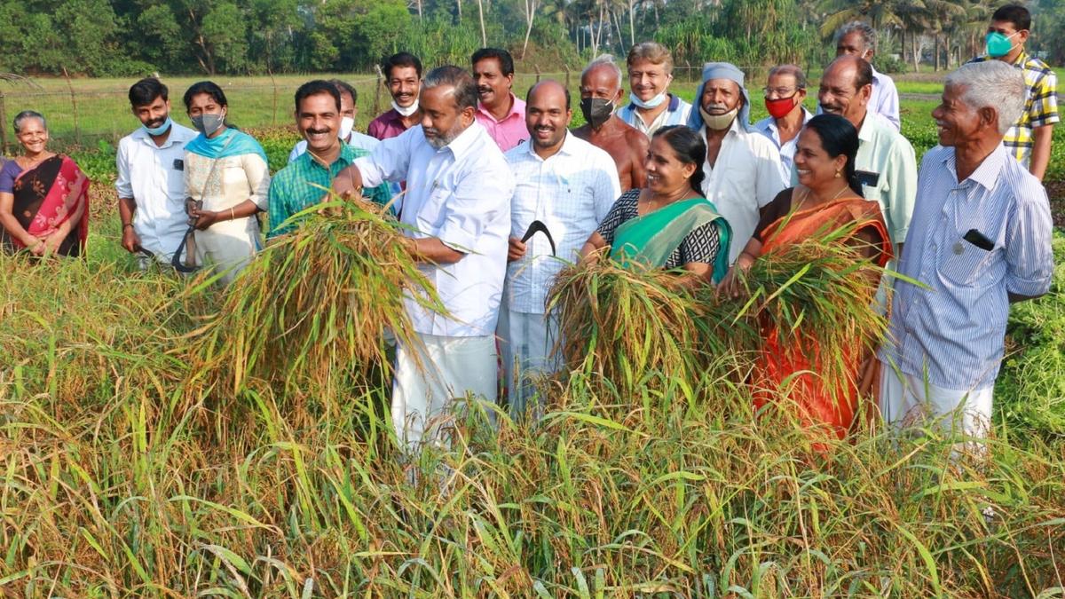 Agriculture Department to set up mini rice mills (with pic) - The Hindu