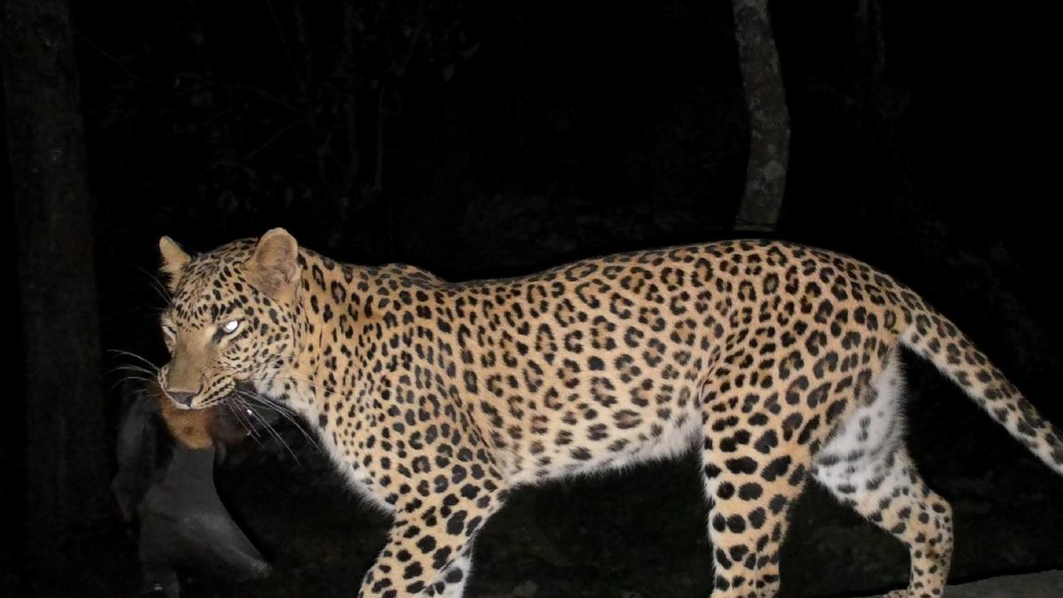Leopardess preying on Indian Flying Fox documented at Devarayanadurga ...