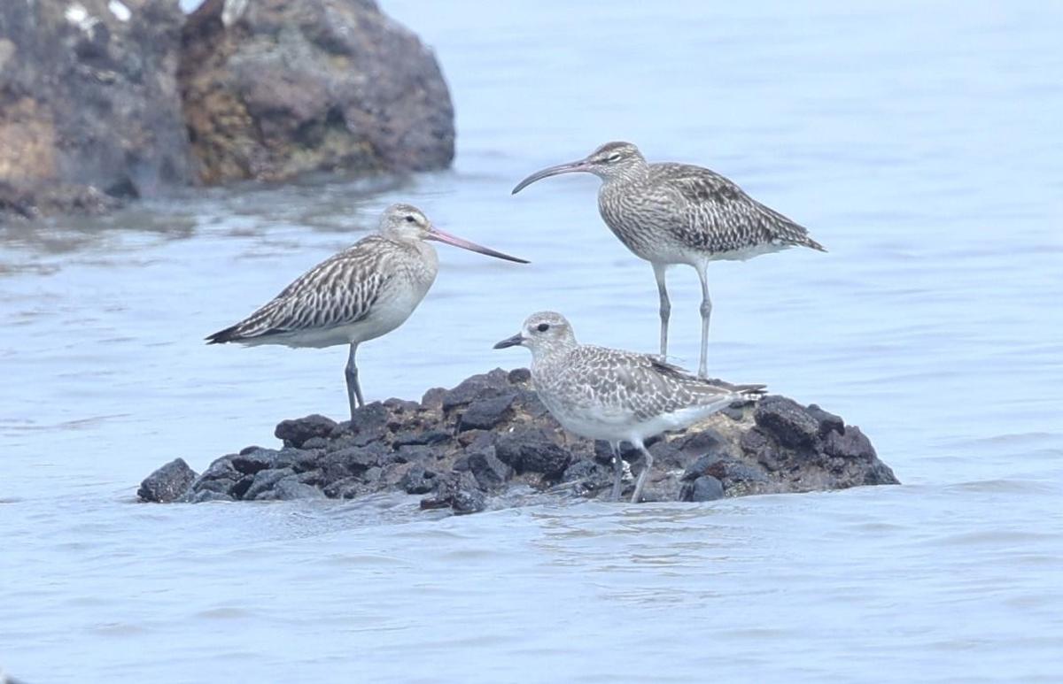 Nearly 50 migratory bird species arrive at Godavari estuary - The Hindu