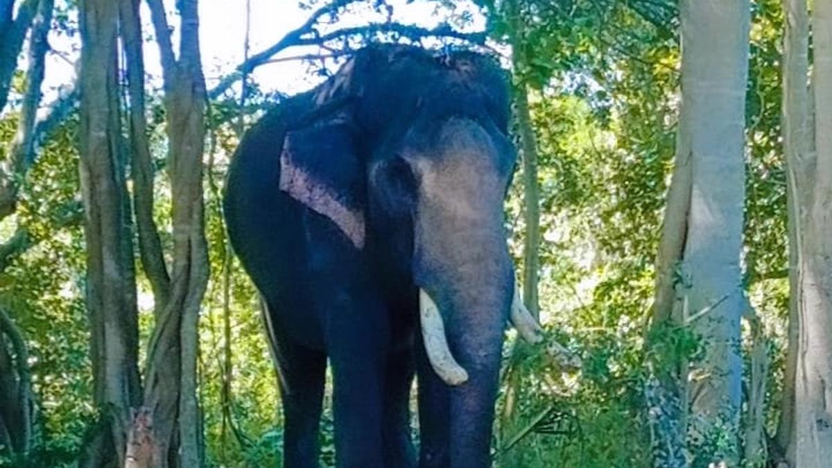 Two kumkis to be deployed to fix radio-collar on elephant in Talavadi Hills - The Hindu