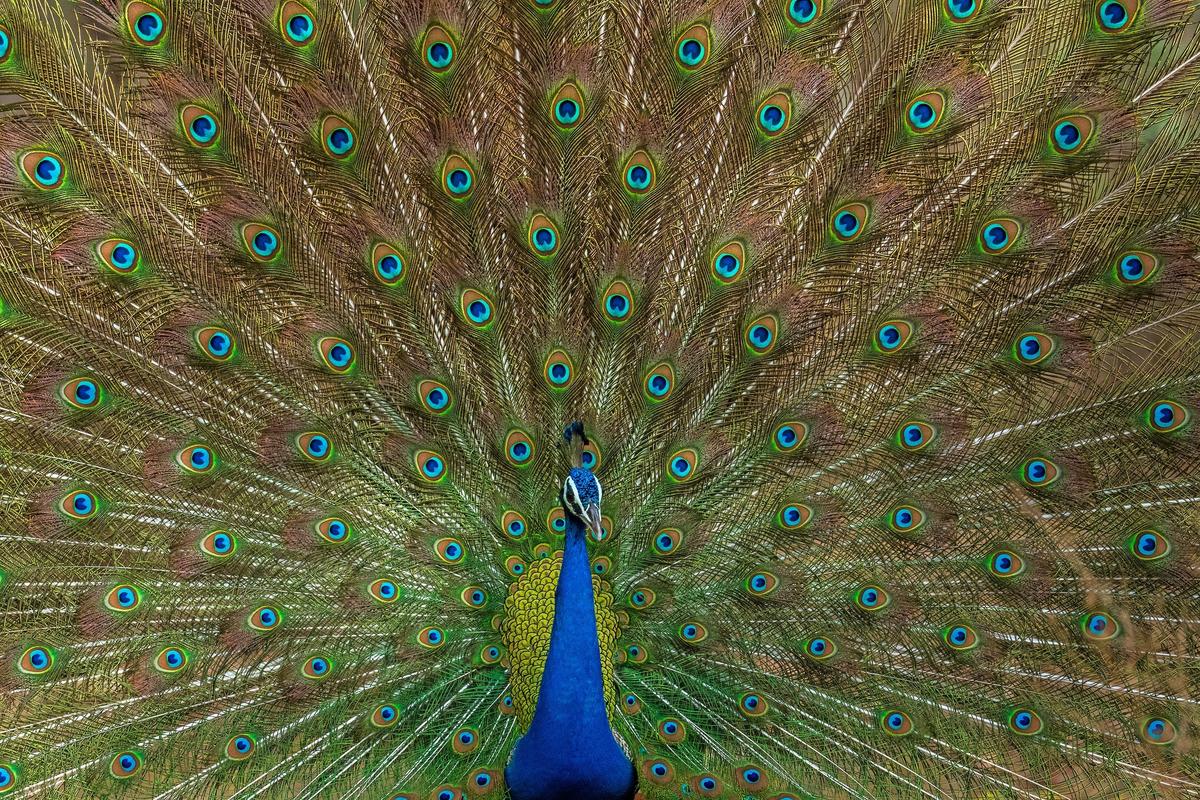 Do you know the connection between kingfisher and bullet train? - The Hindu