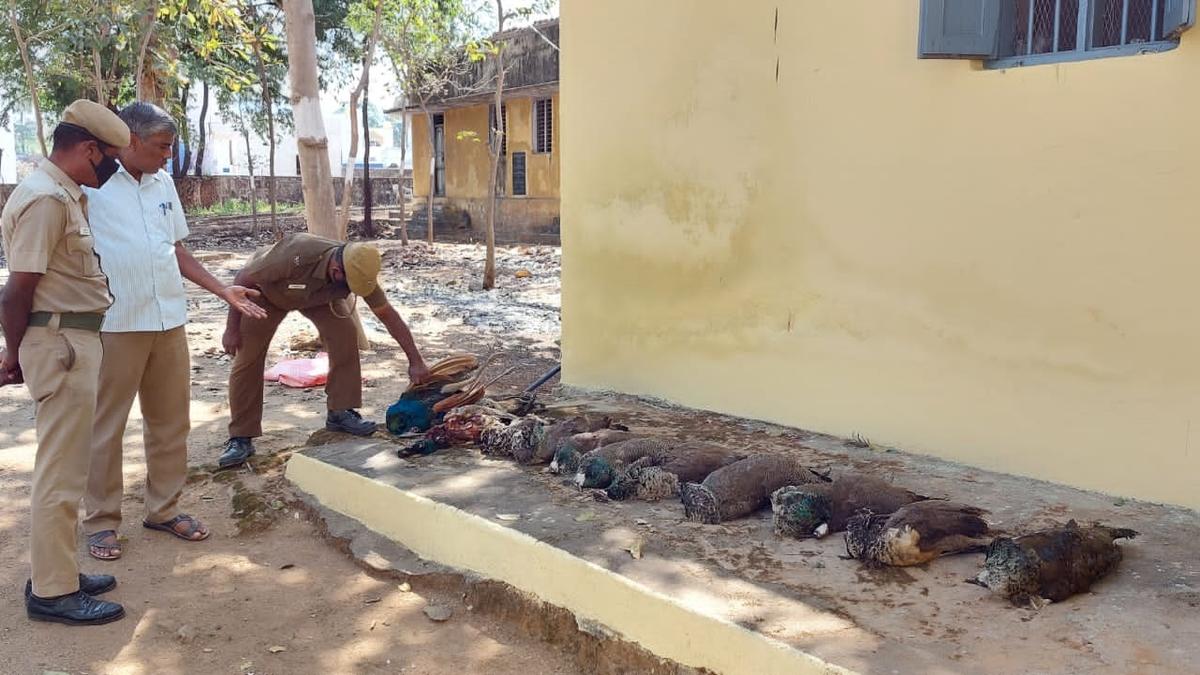 12 peafowl found dead on farmland near Tirupattur - The Hindu