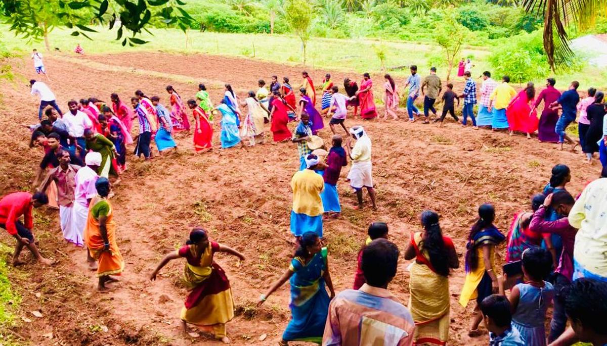 Millet farming is on an expansion mode in Kerala - The Hindu