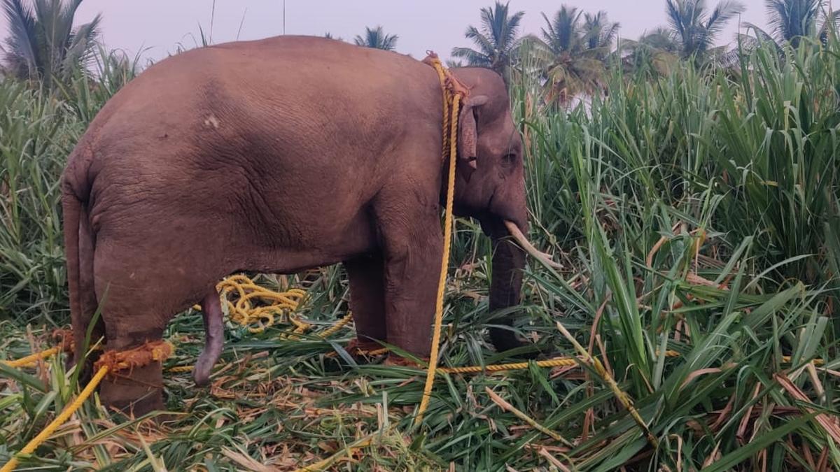 Wild elephant ‘Karuppan’ captured in Talavadi Hill, translocated to Thattakarai Forest Range in ...