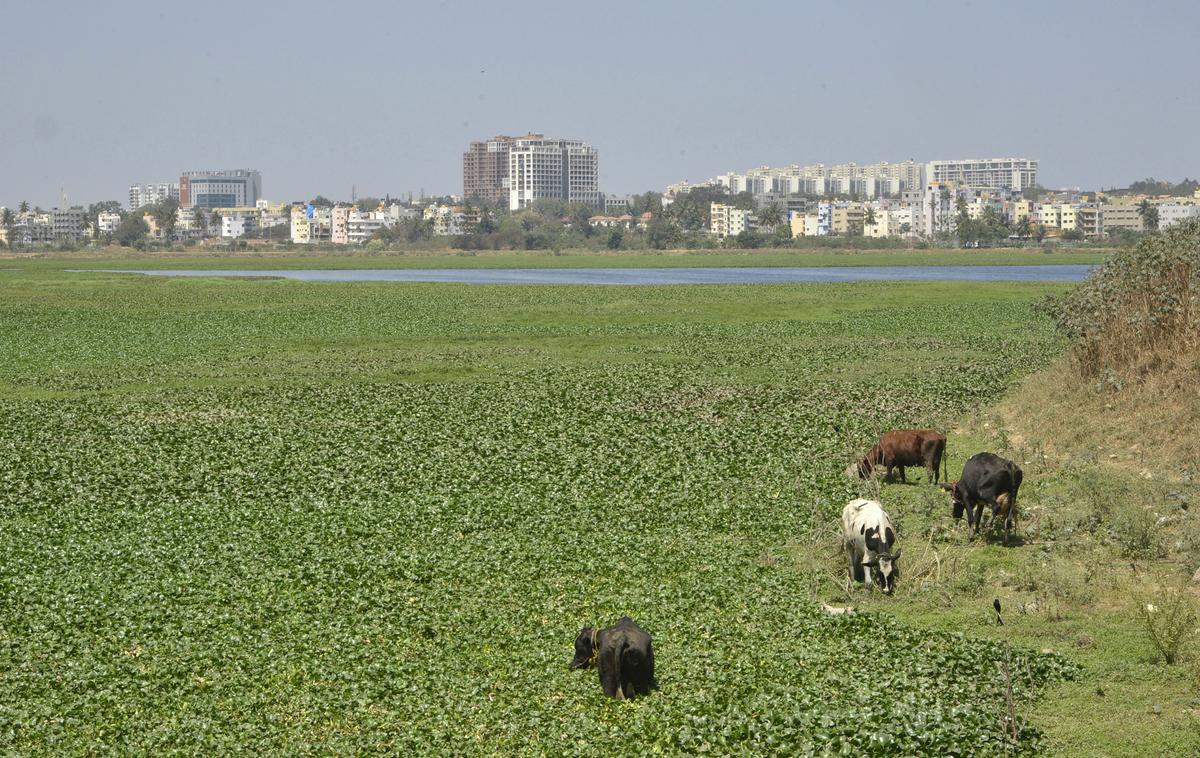 How Bengaluru grew and thrived around lakes - The Hindu
