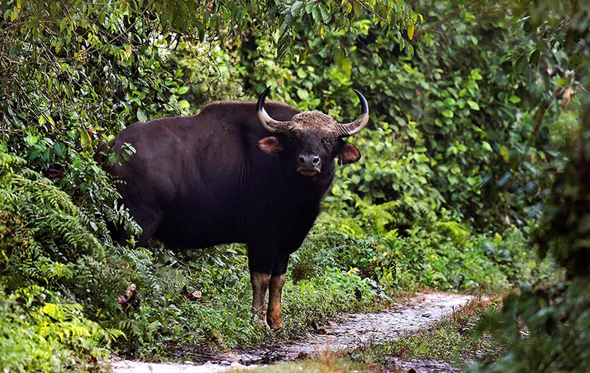 gaur attack tiger
