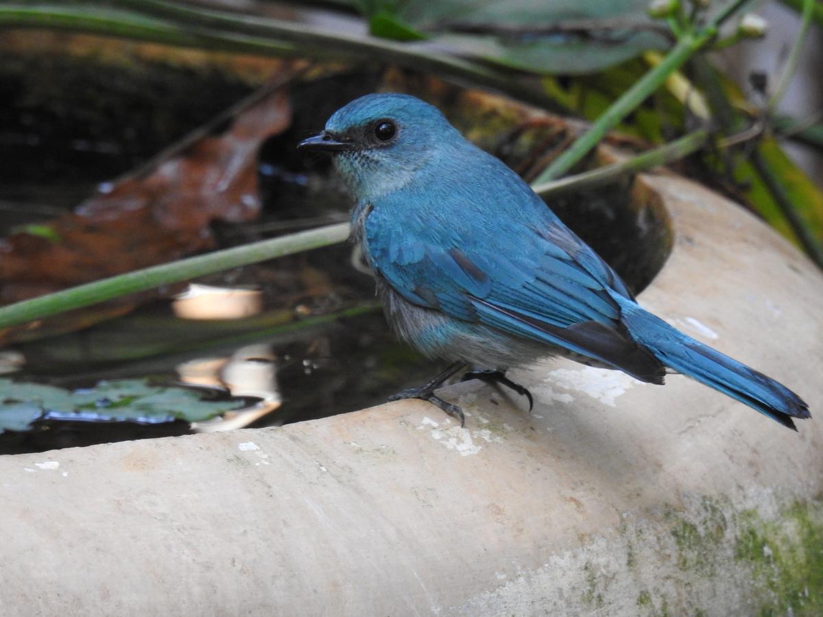 Nature lover’s journey of documenting delightful birds - The Hindu