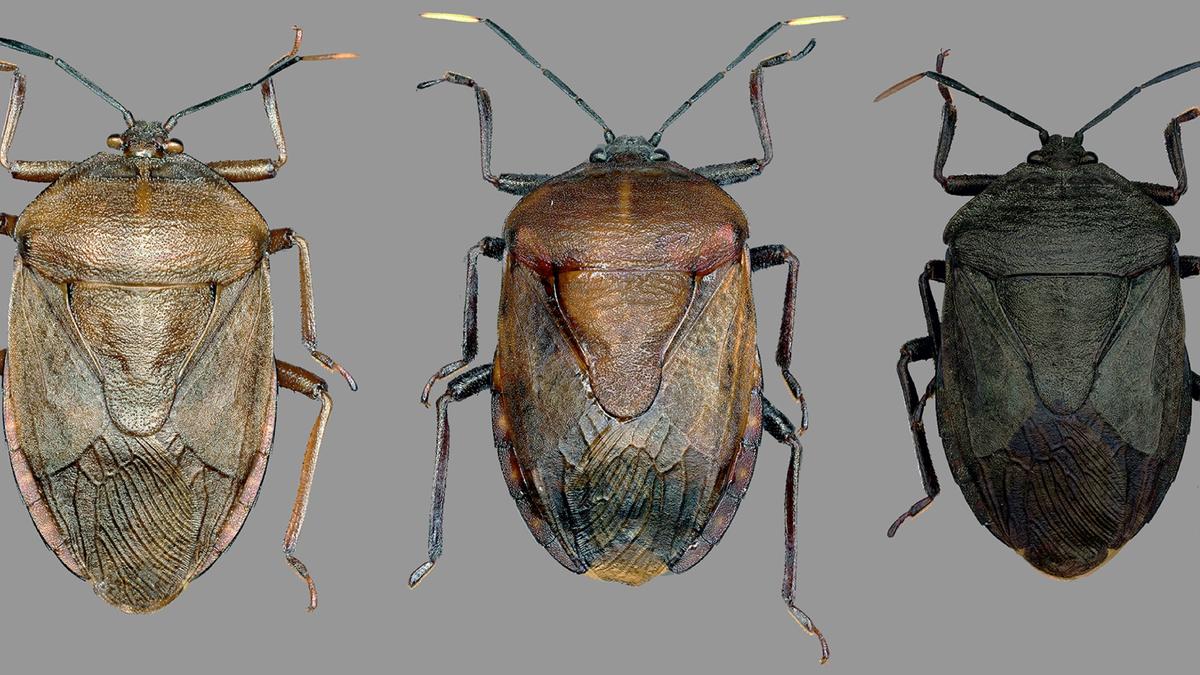 Researchers discover three new edible stink bug species from northeast ...