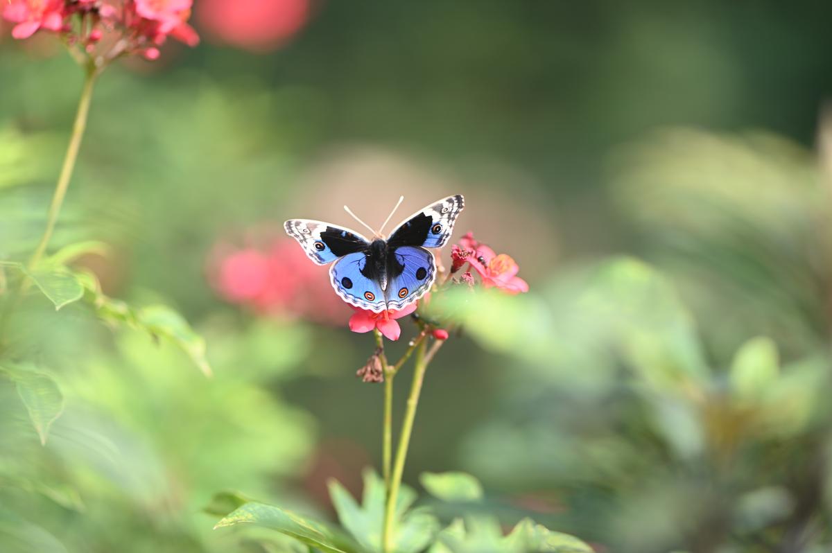First extensive study of butterflies in Eastern Ghats documents 190 ...
