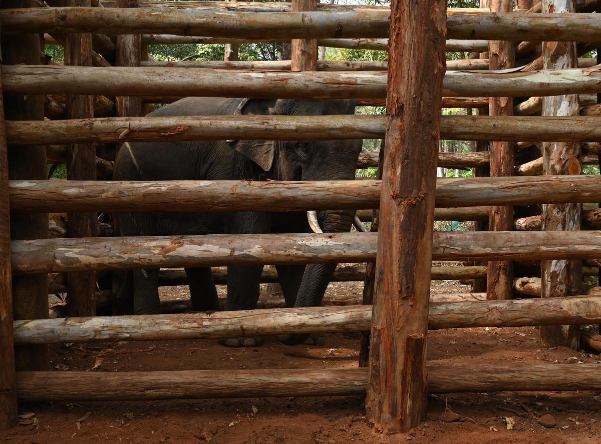 Rogue elephant PT-7 captured in a ‘textbook operation’ in Palakkad ...