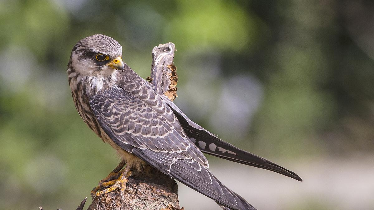 Beyond Amur falcons: Nagaland to undertake first bird count - The Hindu