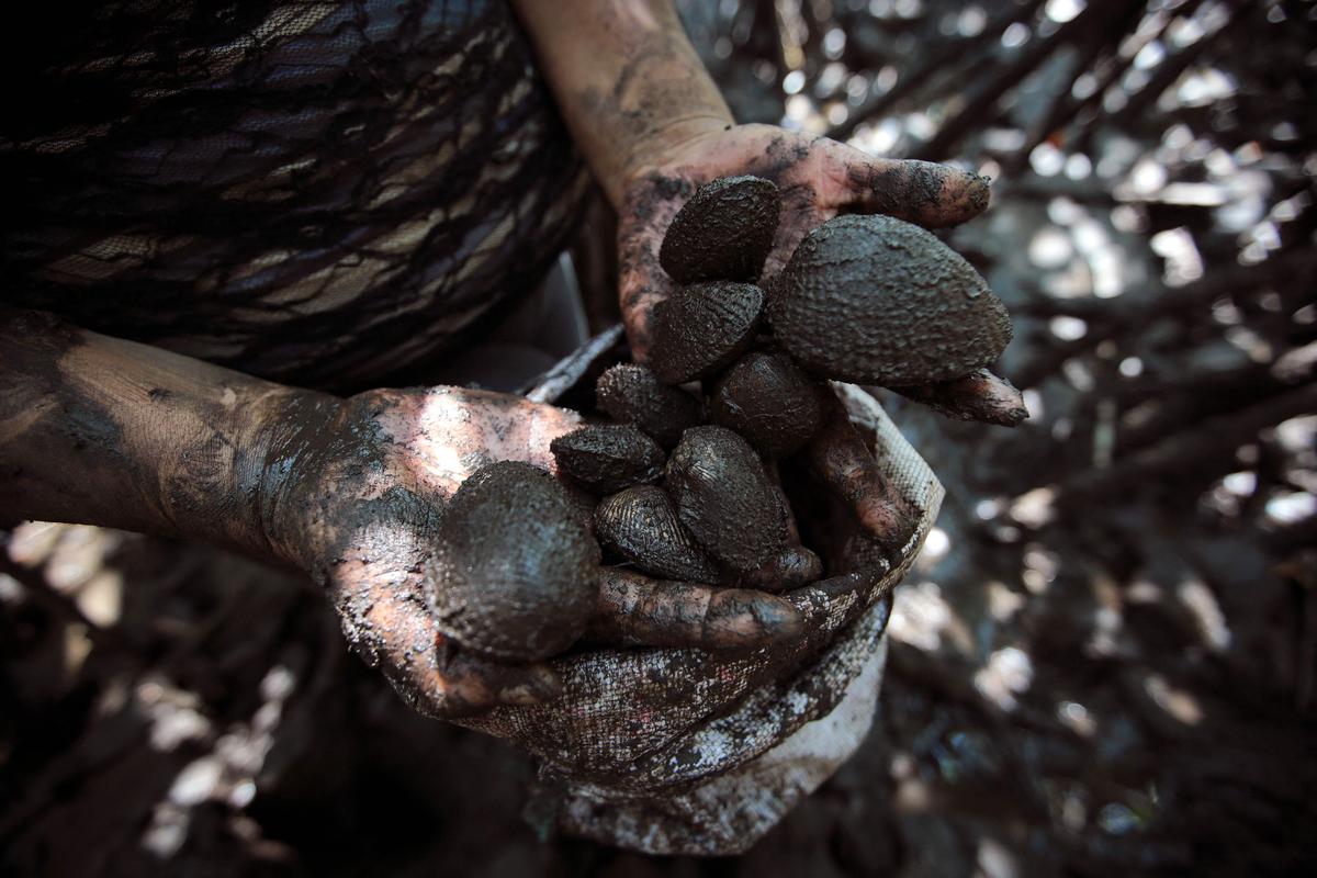 Nicaraguan women dig for cockles and save mangrove forests - The Hindu