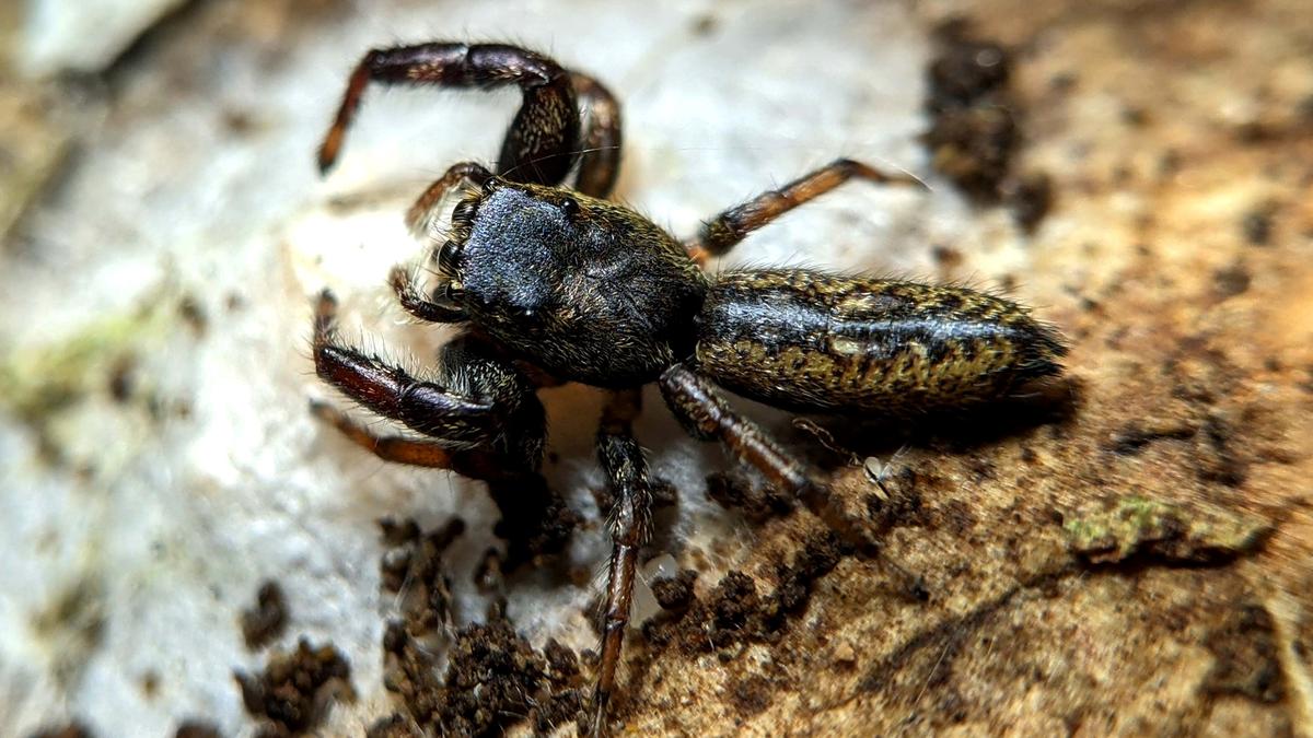 New species of jumping spider discovered from Western Ghats - The Hindu