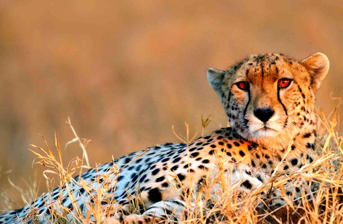 ‘I think the cheetah project is a worthwhile experiment but not easy ...