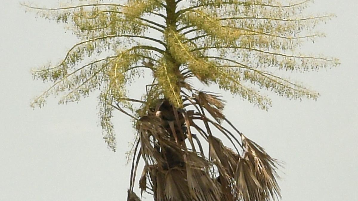 Talipot in full bloom spotted in Tiruchi suburb - The Hindu