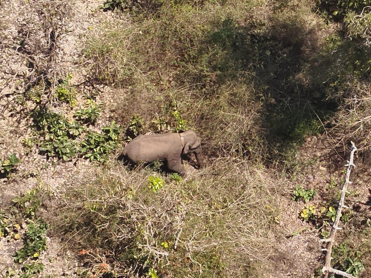 mananthavady elephant attack