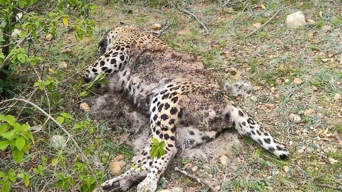 Leopard found dead in forest in Chittoor district - The Hindu