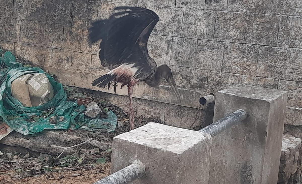 20 painted stork chicks killed in gale at Veerapuram village in Andhra ...
