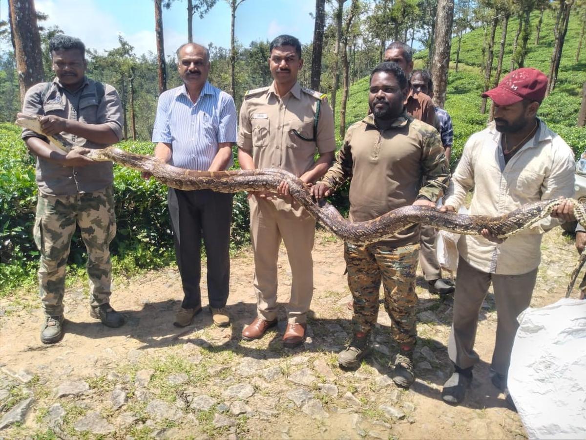 Indian rock python rescued near Pandalur in Ooty - The Hindu