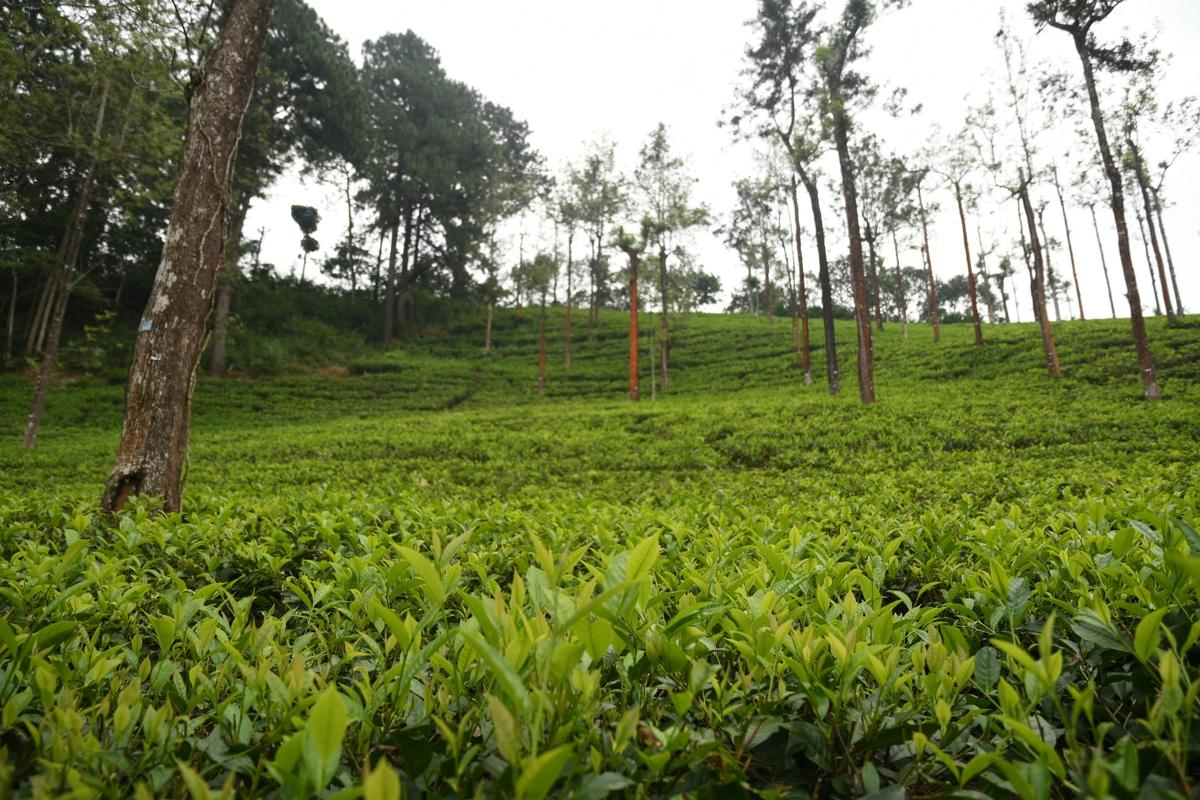 Storm in a tea cup - The Hindu