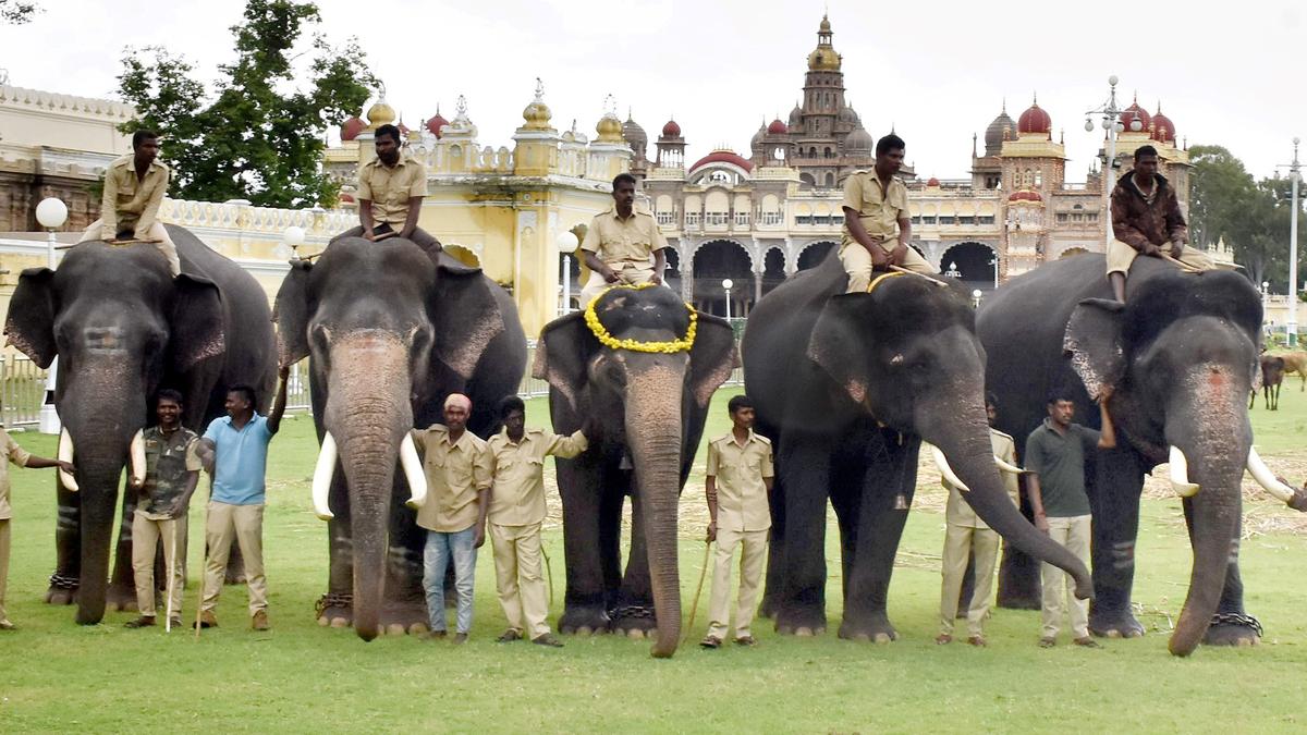 Second batch of Dasara elephants arrive - The Hindu