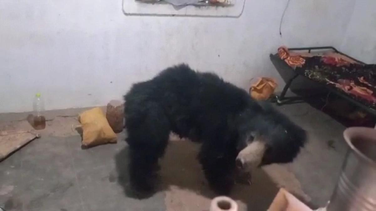 Bear trapped and released in reserve forest - The Hindu