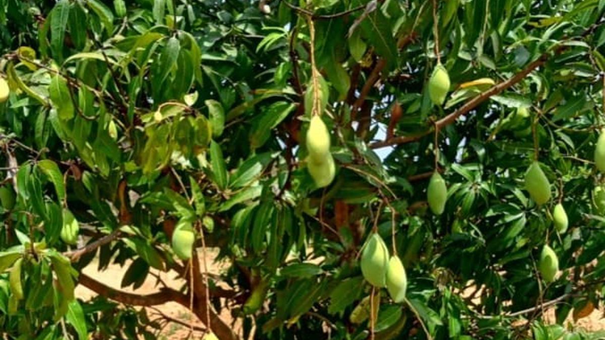 Andhra Pradesh: Mango growers foresee lowest-ever yield in Chittoor ...