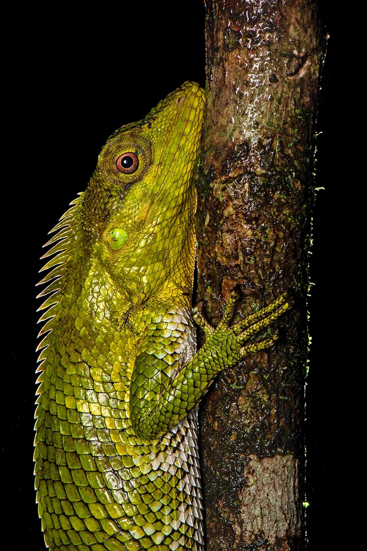 67 species of reptiles, 59 amphibians recorded in Wayanad forest survey - The Hindu