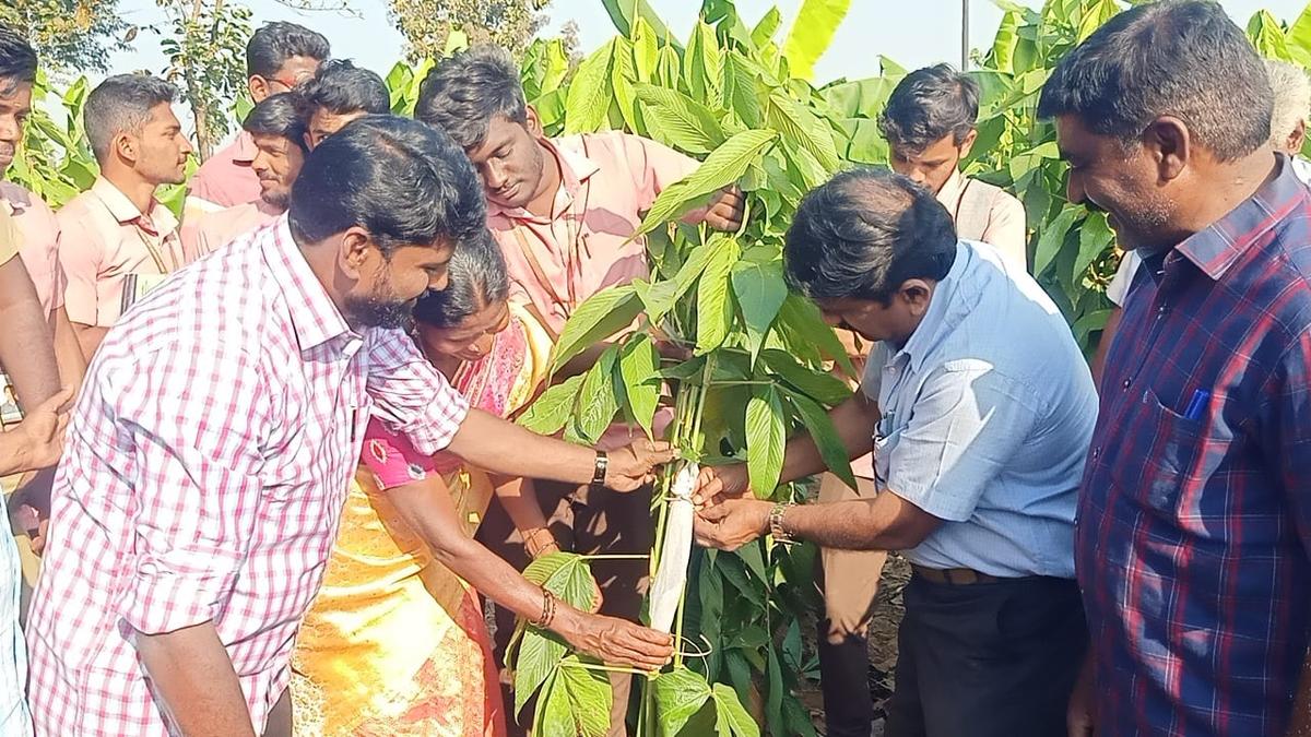 Lac cultivation makes for a viable livelihood for farmers in Erode ...