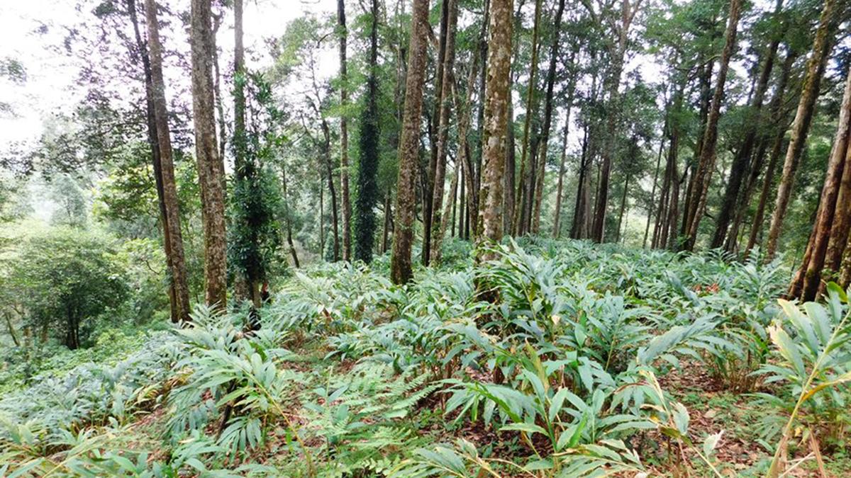 Forest department will soon begin collecting organic cardamom from ...
