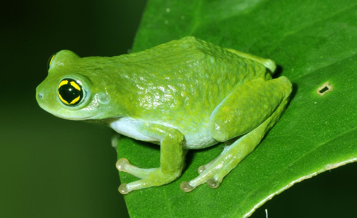 77 frog species in Kerala staring at extinction, warns “Frog Man” - The ...