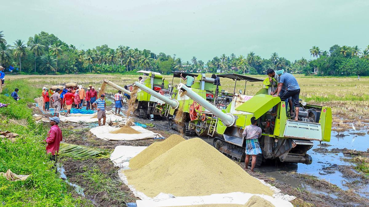 Paddy harvest in full swing in Alappuzha - The Hindu