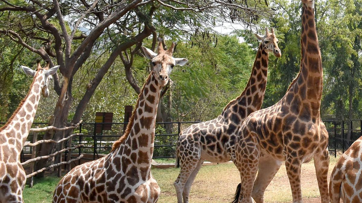 State zoos staring at funds crunch for third consecutive year - The Hindu