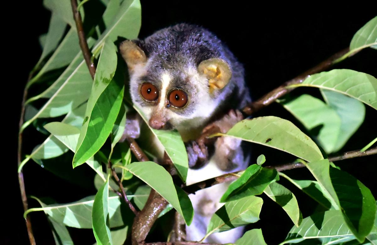 grey slender loris