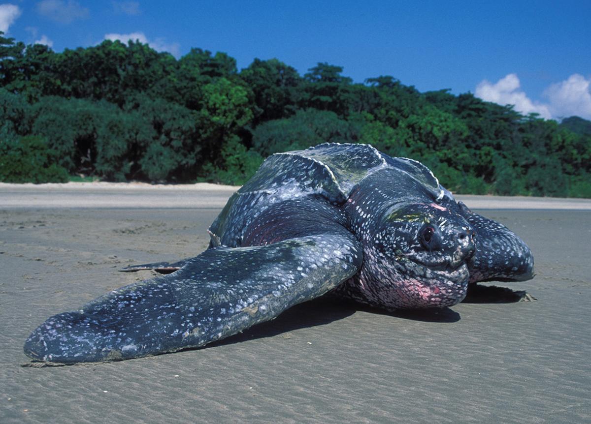 IMG_Leatherback_turtle_2_1_HMANMDU5.jpg - The Hindu