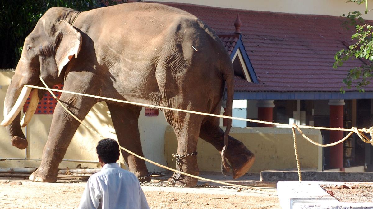 A skill development programme to address human-elephant conflicts in ...