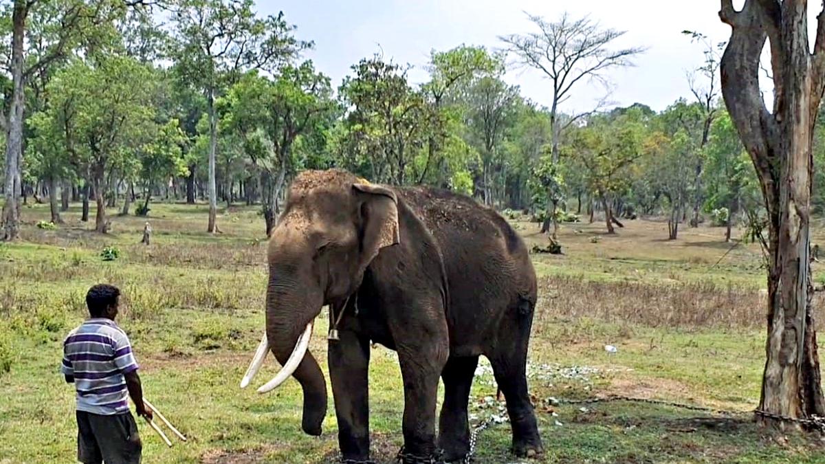 Kodagu gets third elephant camp at Harangi - The Hindu