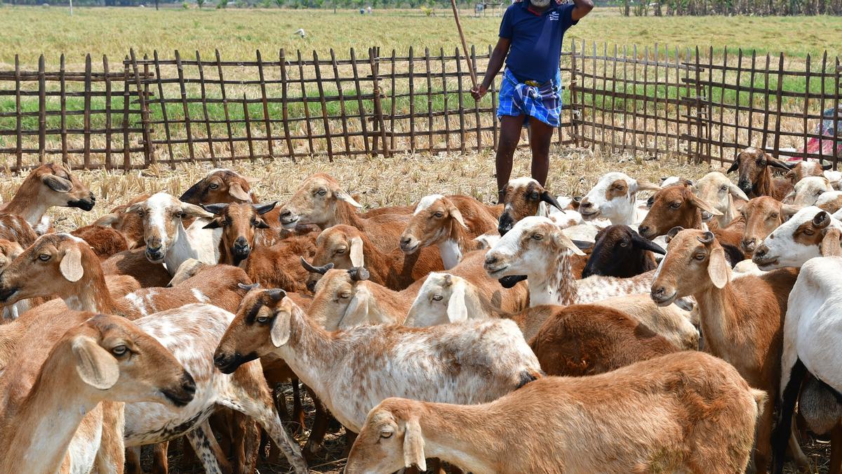 Sheep And Goat Pox Outbreak Trigger Panic The Hindu
