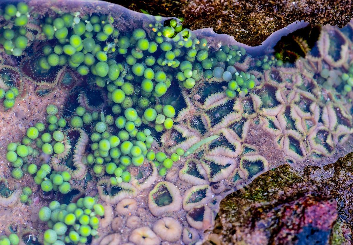 Citizen science projects in Visakhapatnam engage community members to document biodiversity ...