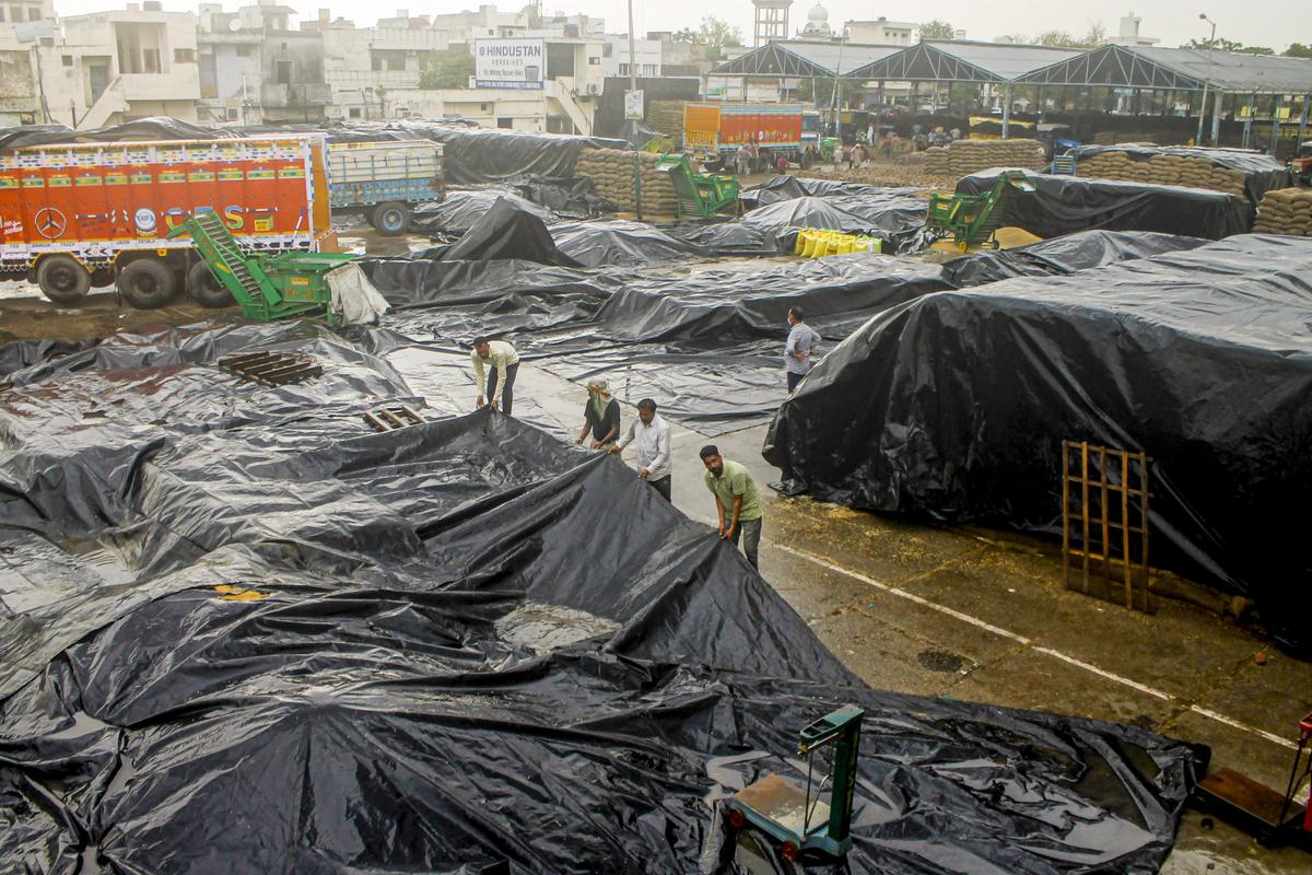 In Frames | Shades of summer - The Hindu