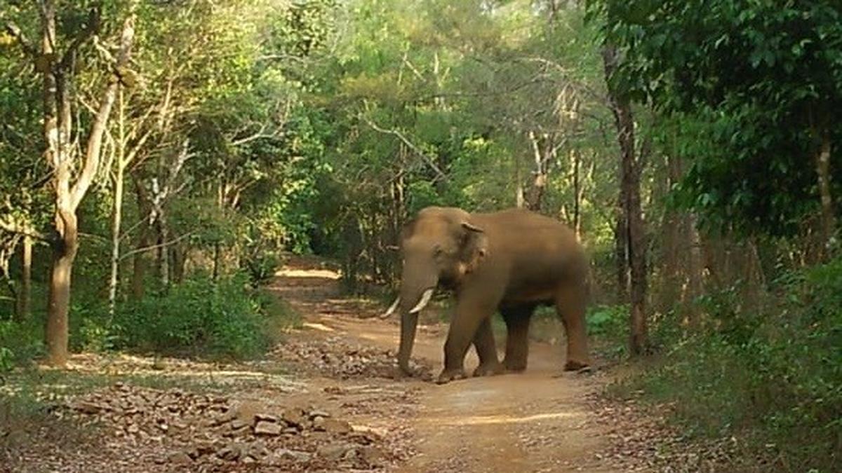 Youth dies in elephant attack in Karnataka - The Hindu