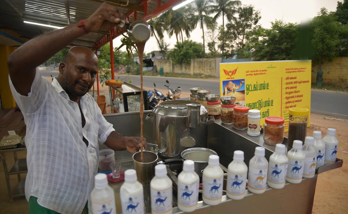 Camel milk tea makes a mark in Tiruchi - The Hindu