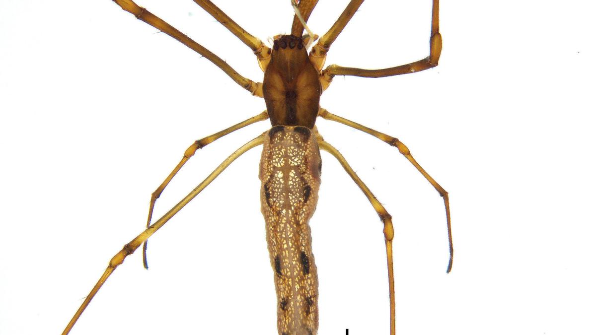 Four new species of spiders discovered from the Western Ghats - The Hindu